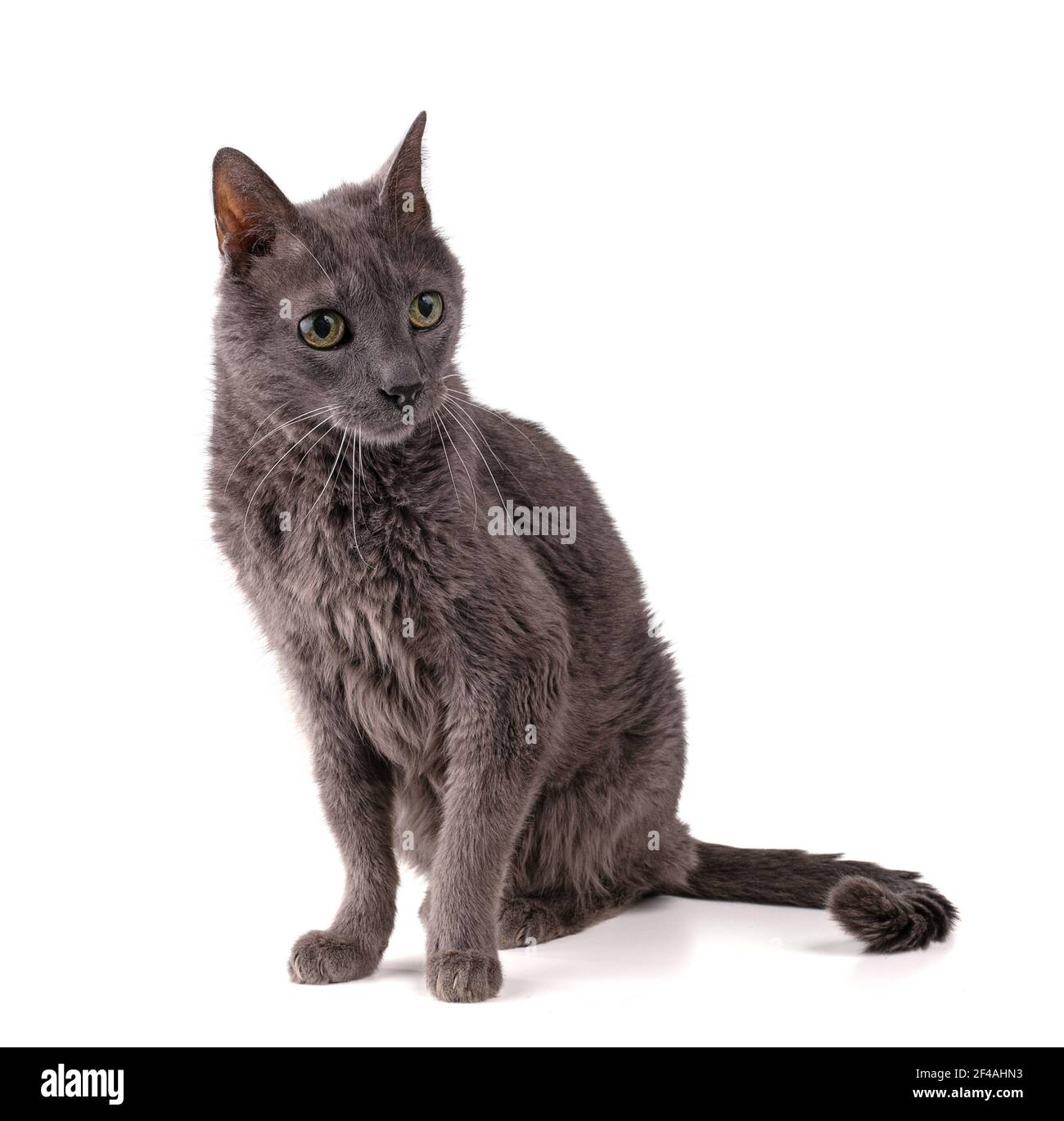 Vintage grey cat 19 years old on white background Stock Photo - Alamy