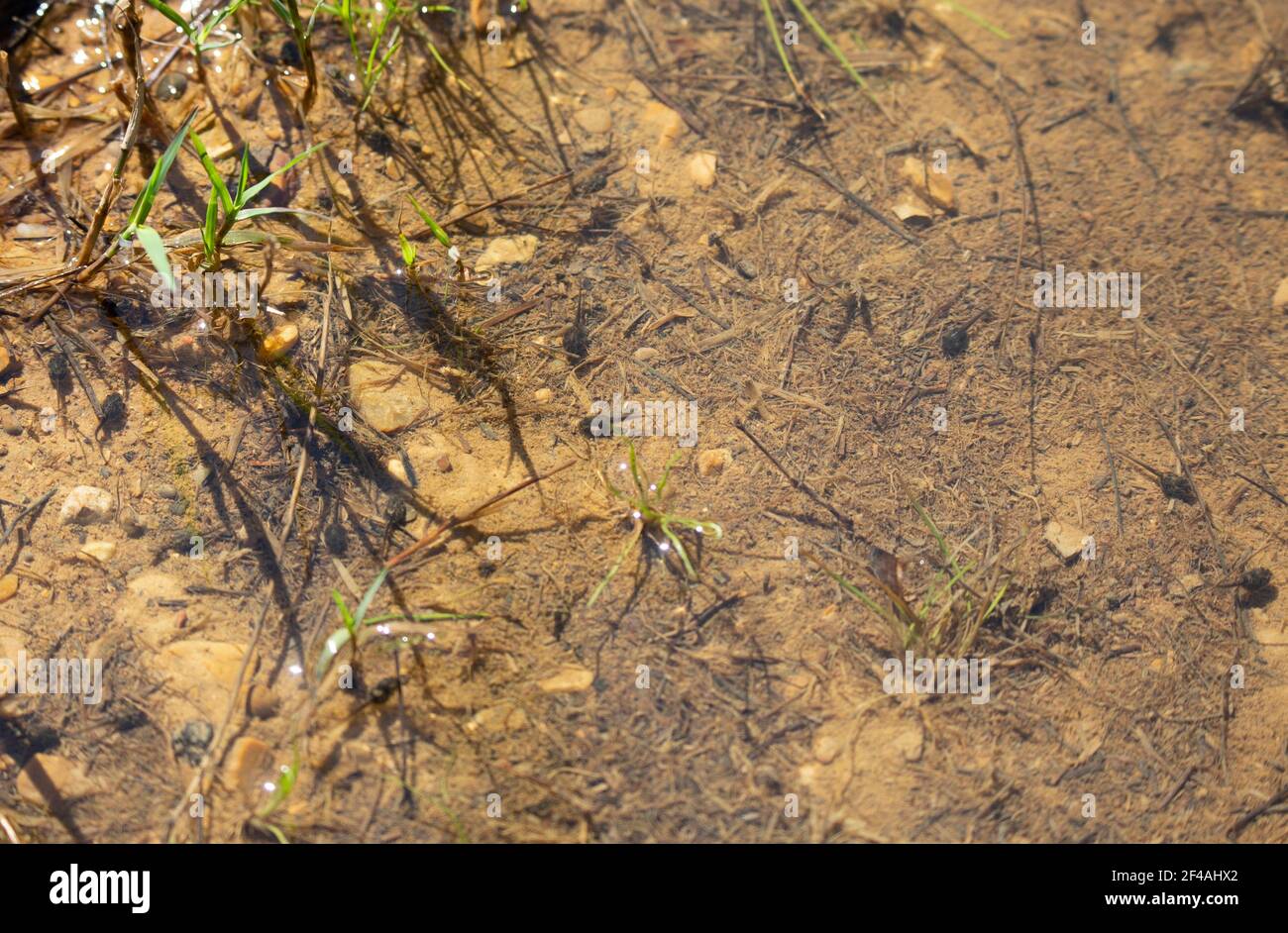 School of tadpoles swimming in a shallow water puddle Stock Photo - Alamy