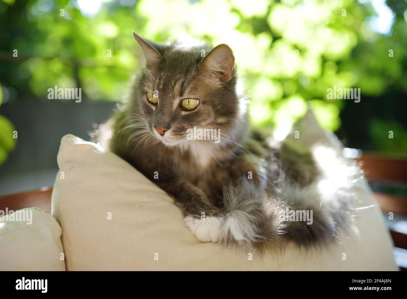 Cute cat outdoors on nice and sunny summer day Stock Photo - Alamy