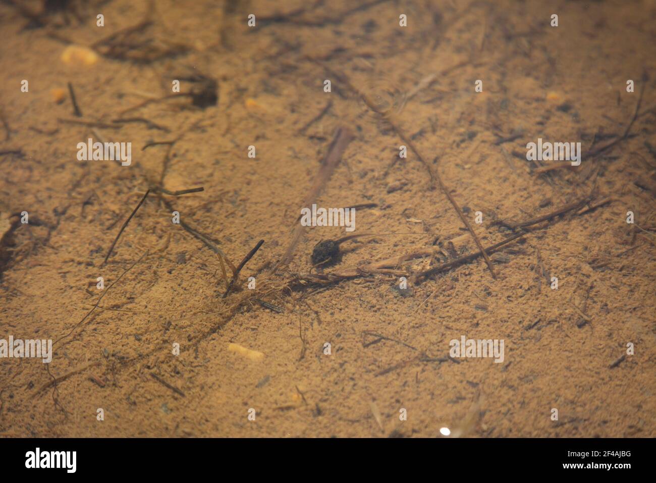 Single tadpole swimming in a shallow puddle of water Stock Photo - Alamy