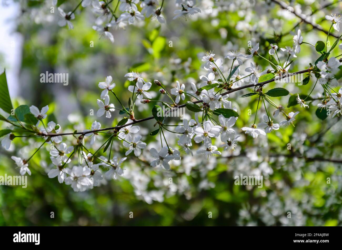White cherry tree hi-res stock photography and images - Alamy