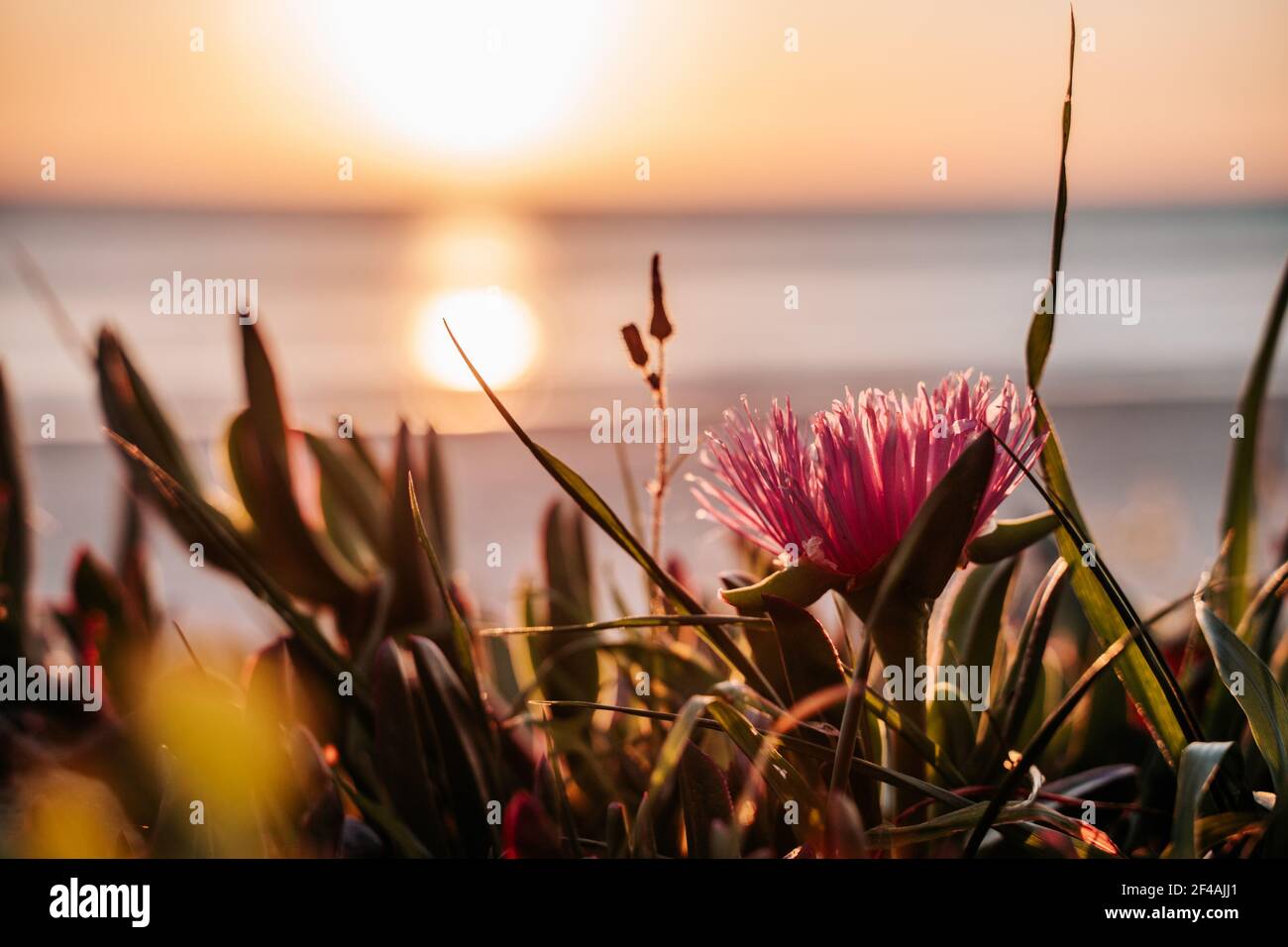 flowers on the beach in sunset Stock Photo - Alamy