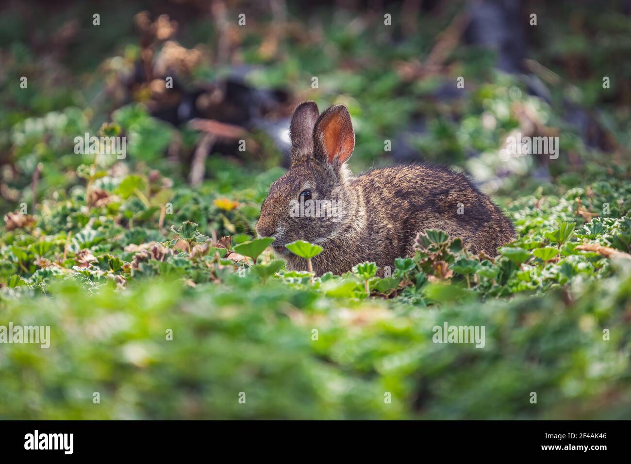 A closeup profile portrait of a furry brown rabbit standing on a forest ...