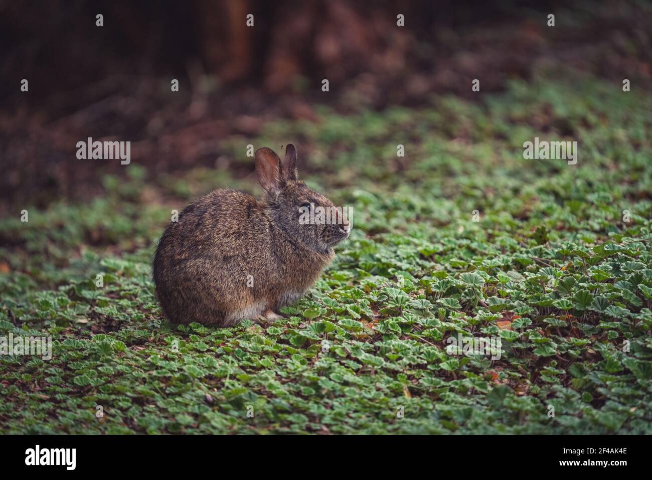 A closeup profile portrait of a furry brown rabbit standing on a forest ...
