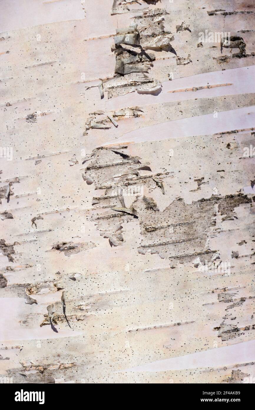 Birch bark close up. Natural texture Stock Photo - Alamy