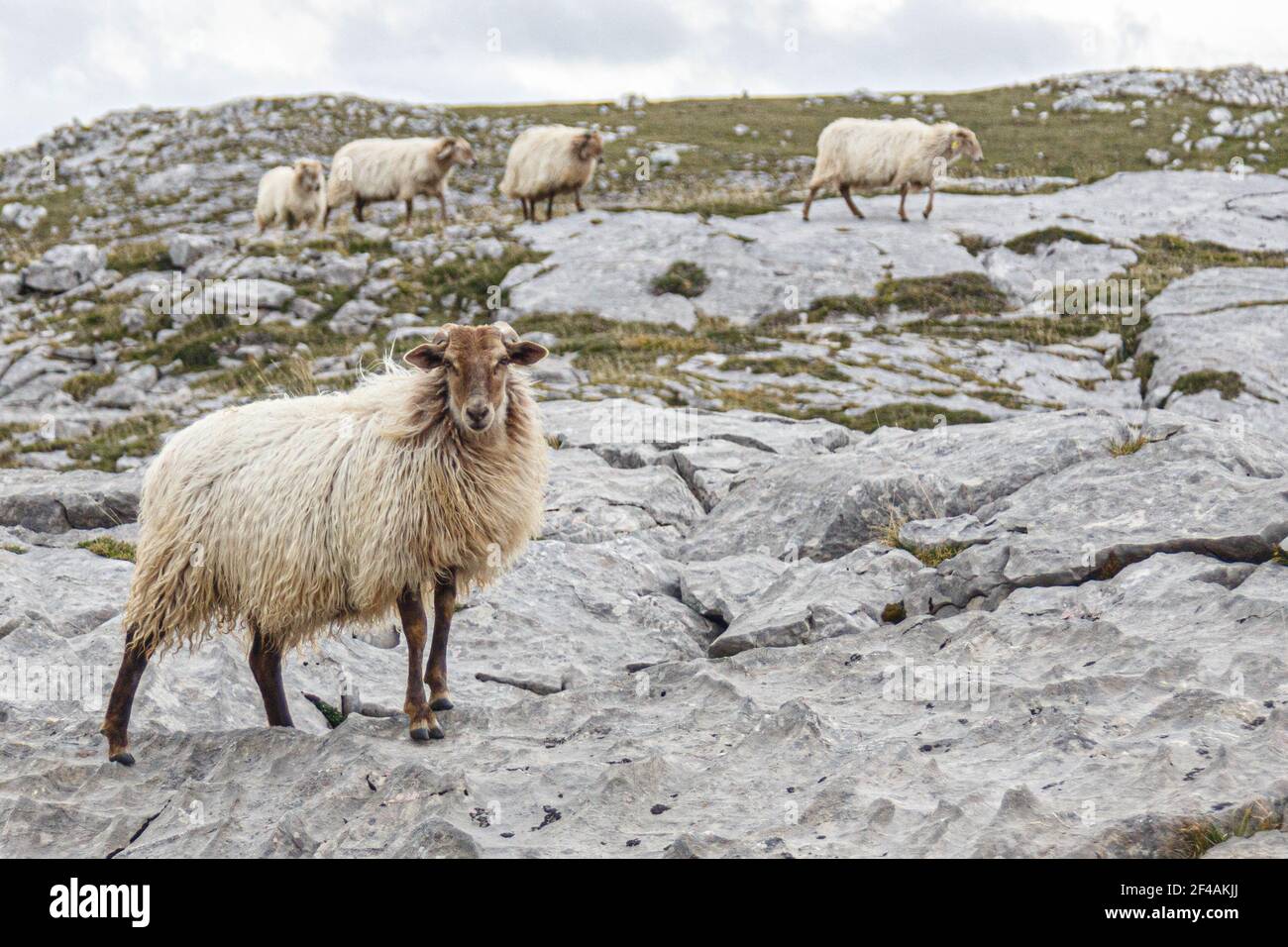 A white sheep staring at the camera in hil Stock Photo - Alamy