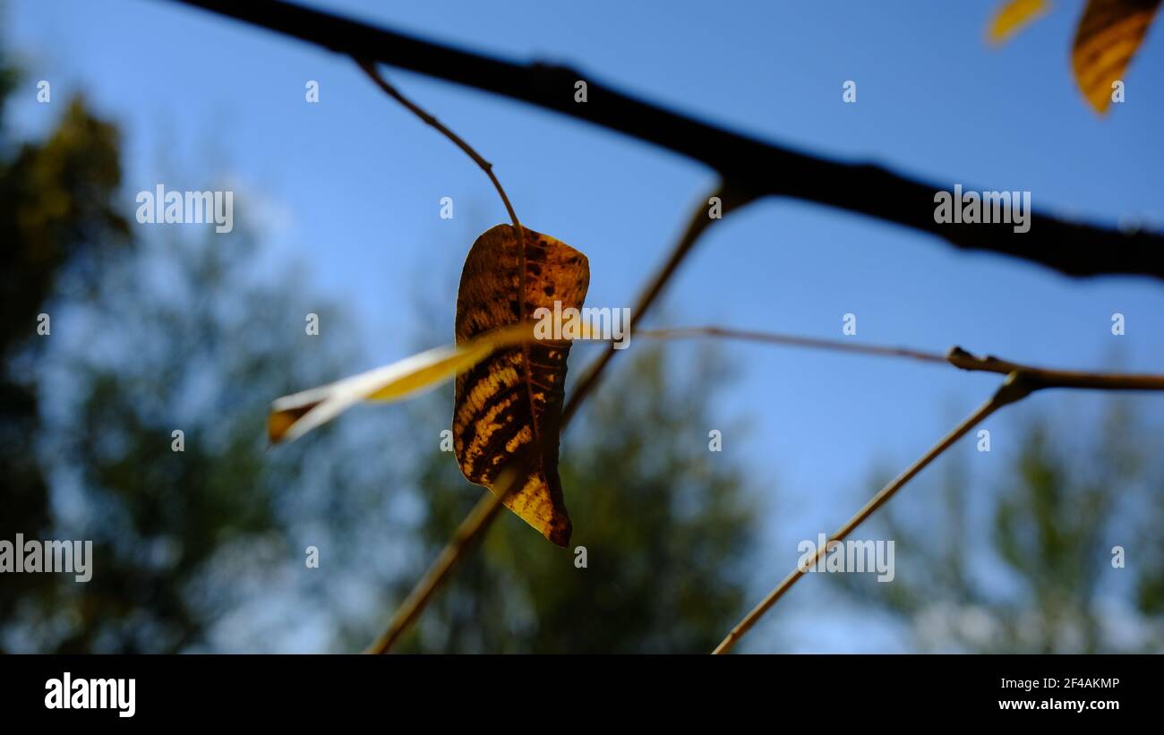 A closeup of yellow drying leaves on branches under the sunlight and a ...