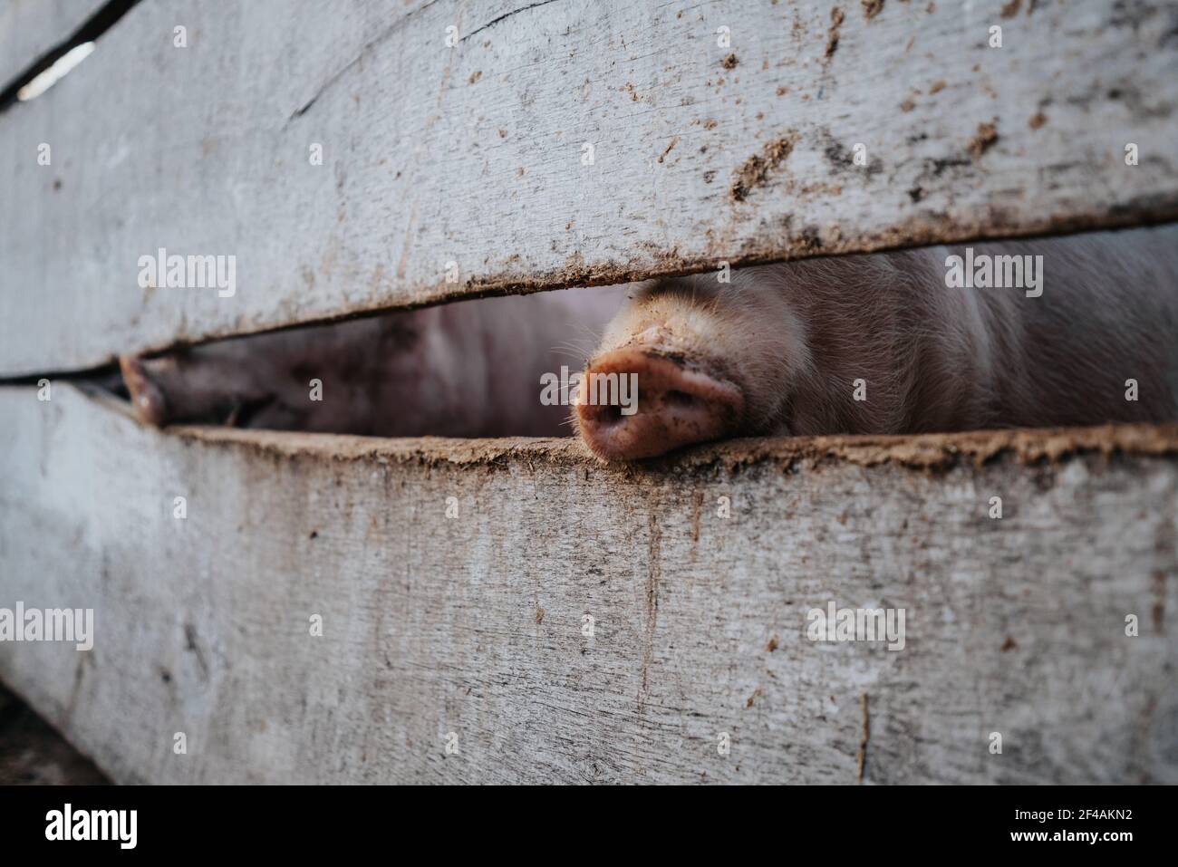 Piglet behind fence hi-res stock photography and images - Alamy