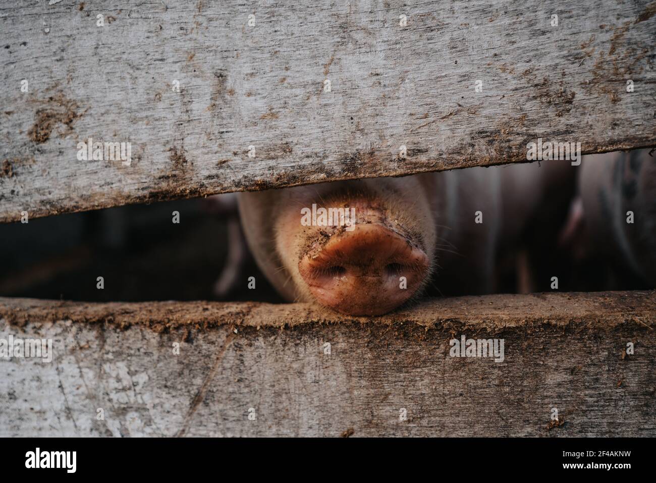 Piglet behind fence hi-res stock photography and images - Alamy