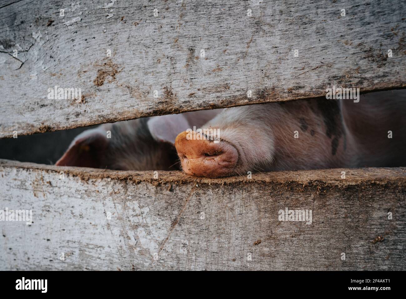 Piglet behind fence hi-res stock photography and images - Alamy