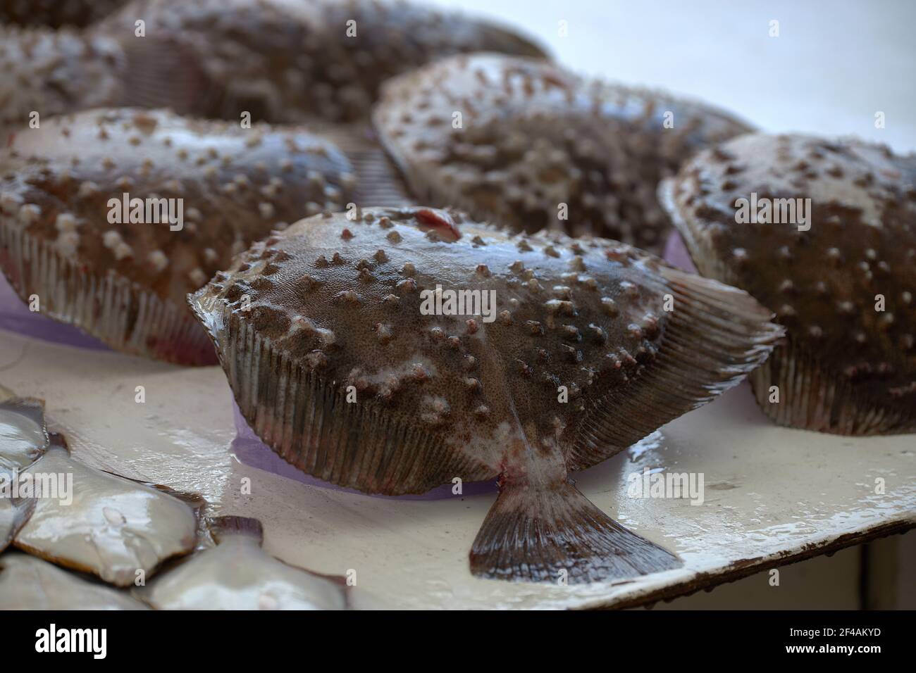 Raw fresh fish flounder, on the market counter Stock Photo - Alamy