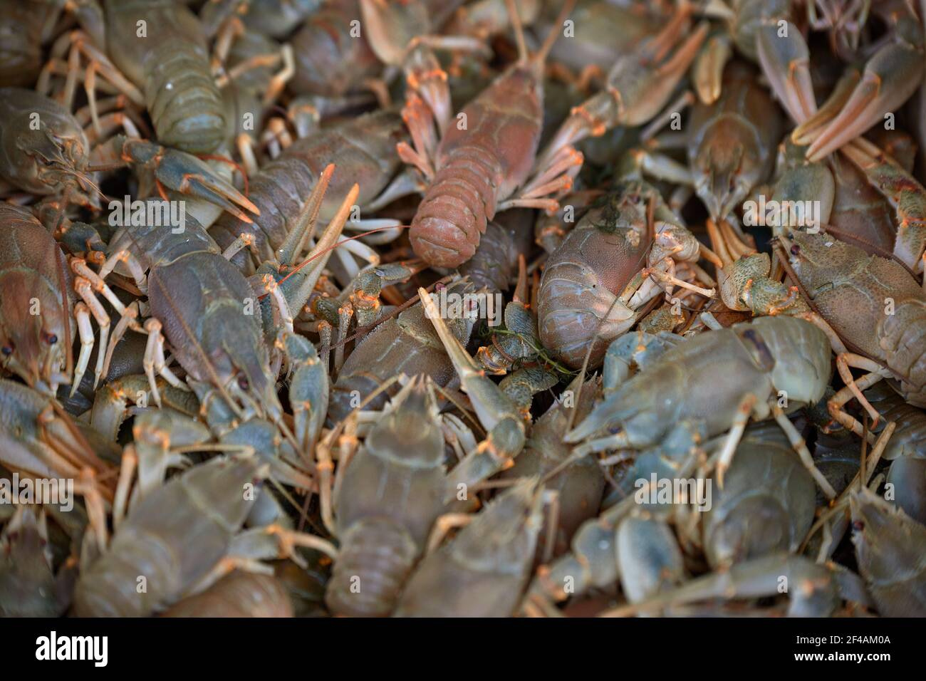Raw fresh live crayfish on a market counter, horizontal photography ...