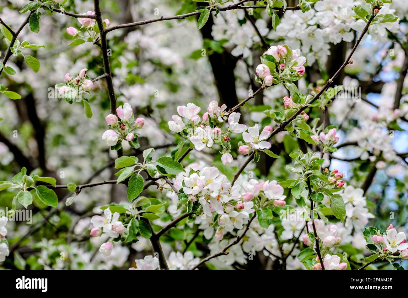 White apple tree is blooming during spring Stock Photo - Alamy
