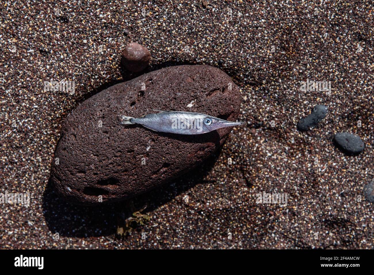 Sea fish long nose hi-res stock photography and images - Alamy
