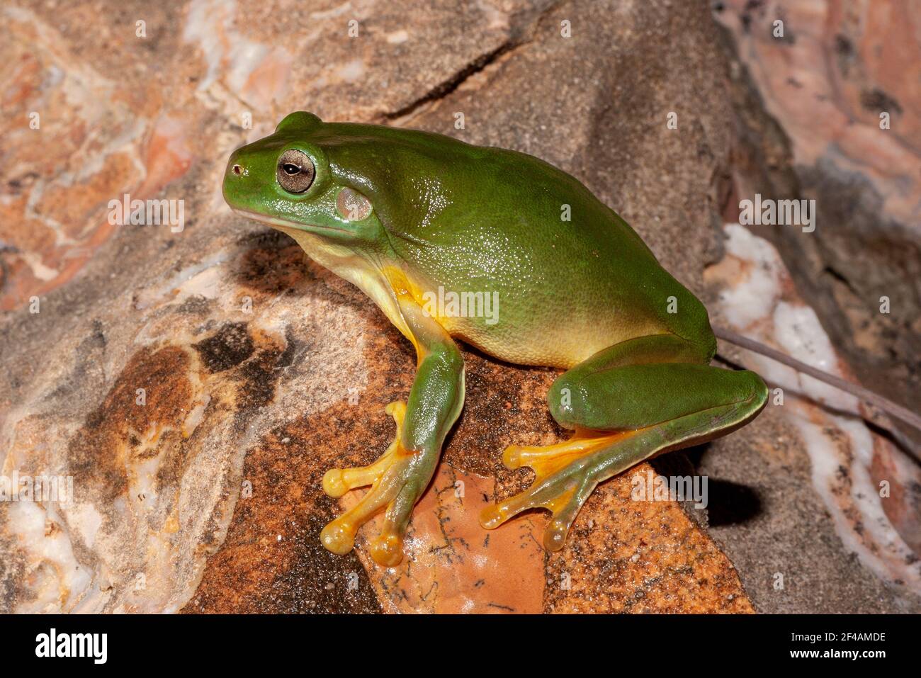 Green Tree Frog on rock Stock Photo - Alamy