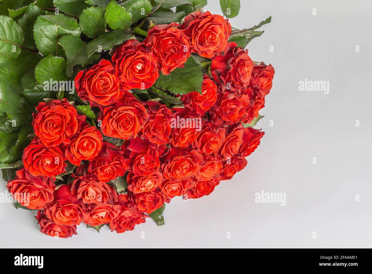 A lush bouquet of fresh red roses. Flower composition on light pastel ...