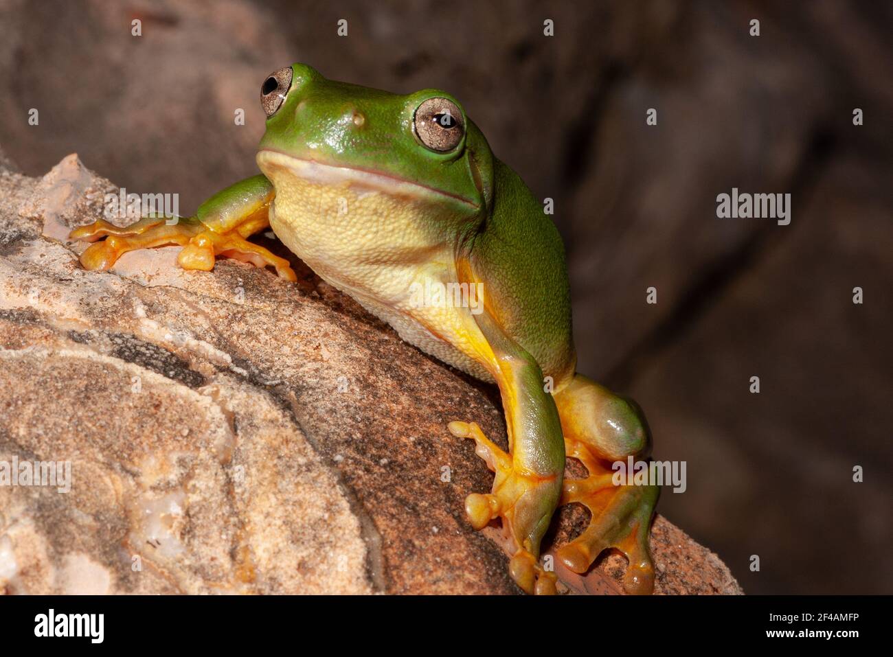 Tree frog on rock hi-res stock photography and images - Alamy
