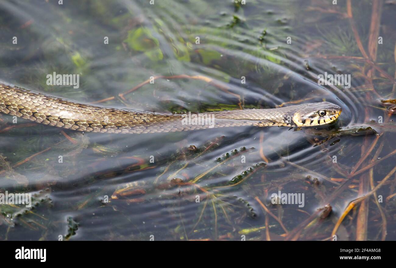 Grass snake , Natrix natrix Stock Photo - Alamy
