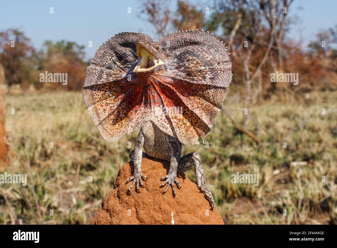 Frill necked lizard hi-res stock photography and images - Alamy
