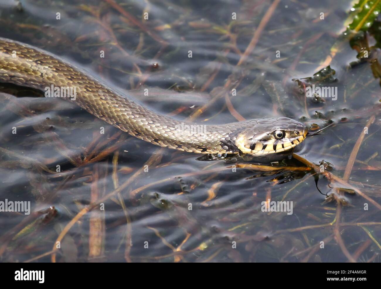 Grass snake , Natrix natrix Stock Photo - Alamy
