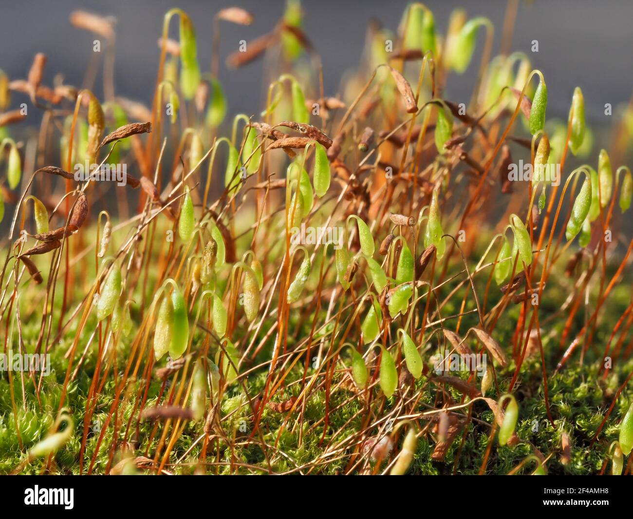 Close Up Moss Spores High Resolution Stock Photography and Images - Alamy