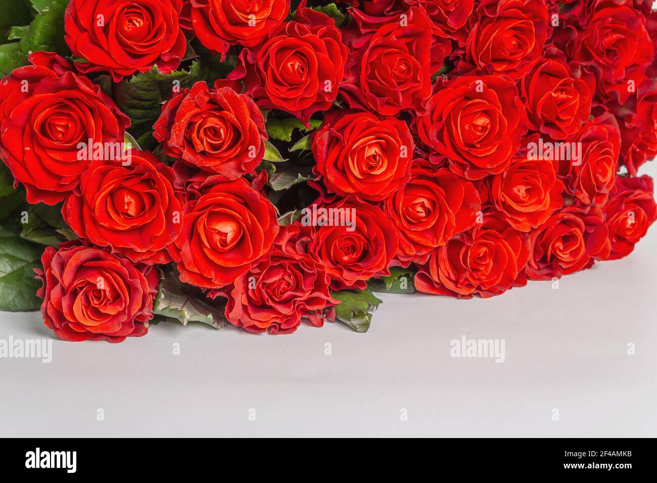 A lush bouquet of fresh red roses. Flower composition on light pastel ...