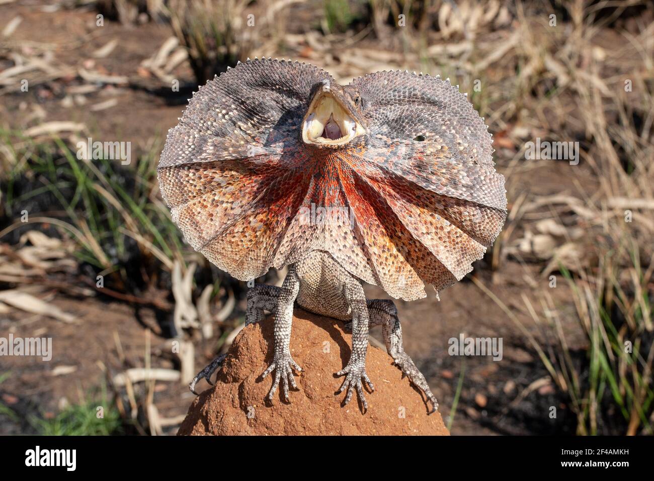 Frill necked lizard hi-res stock photography and images - Alamy