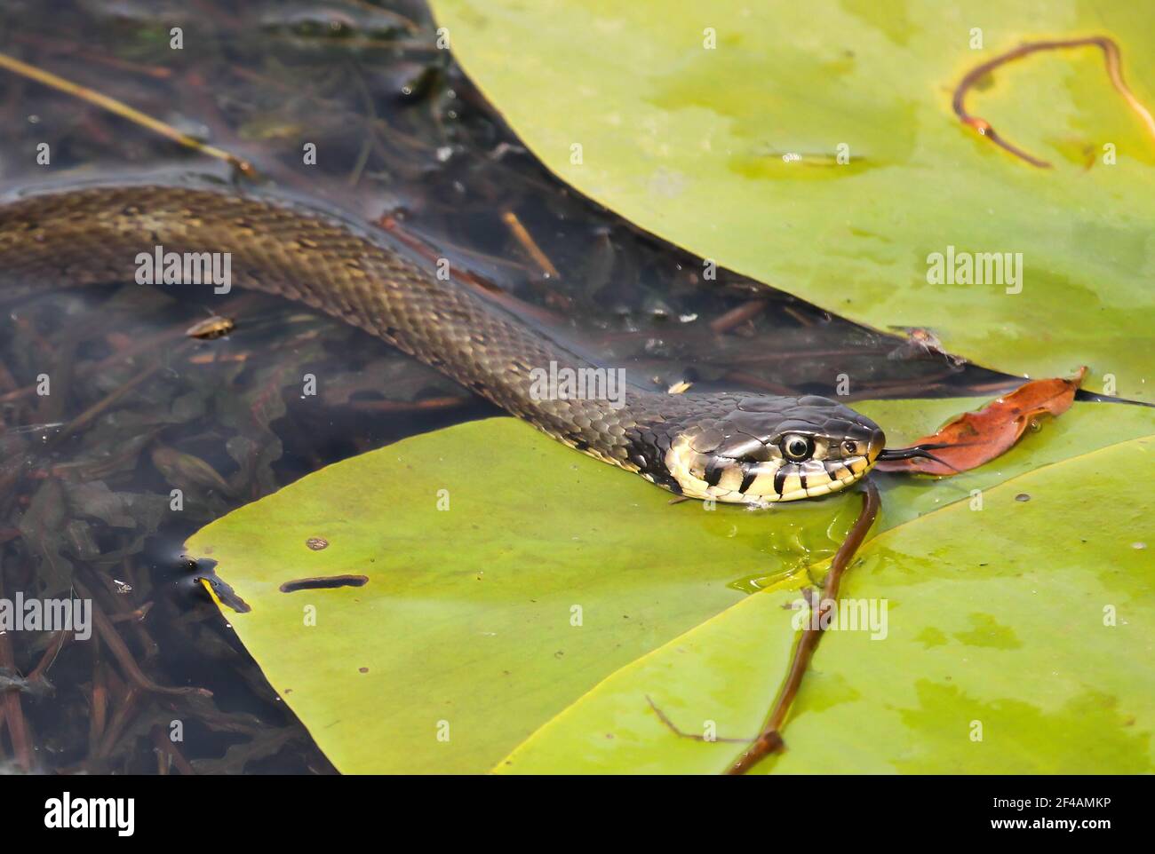 Grass snake , Natrix natrix Stock Photo - Alamy