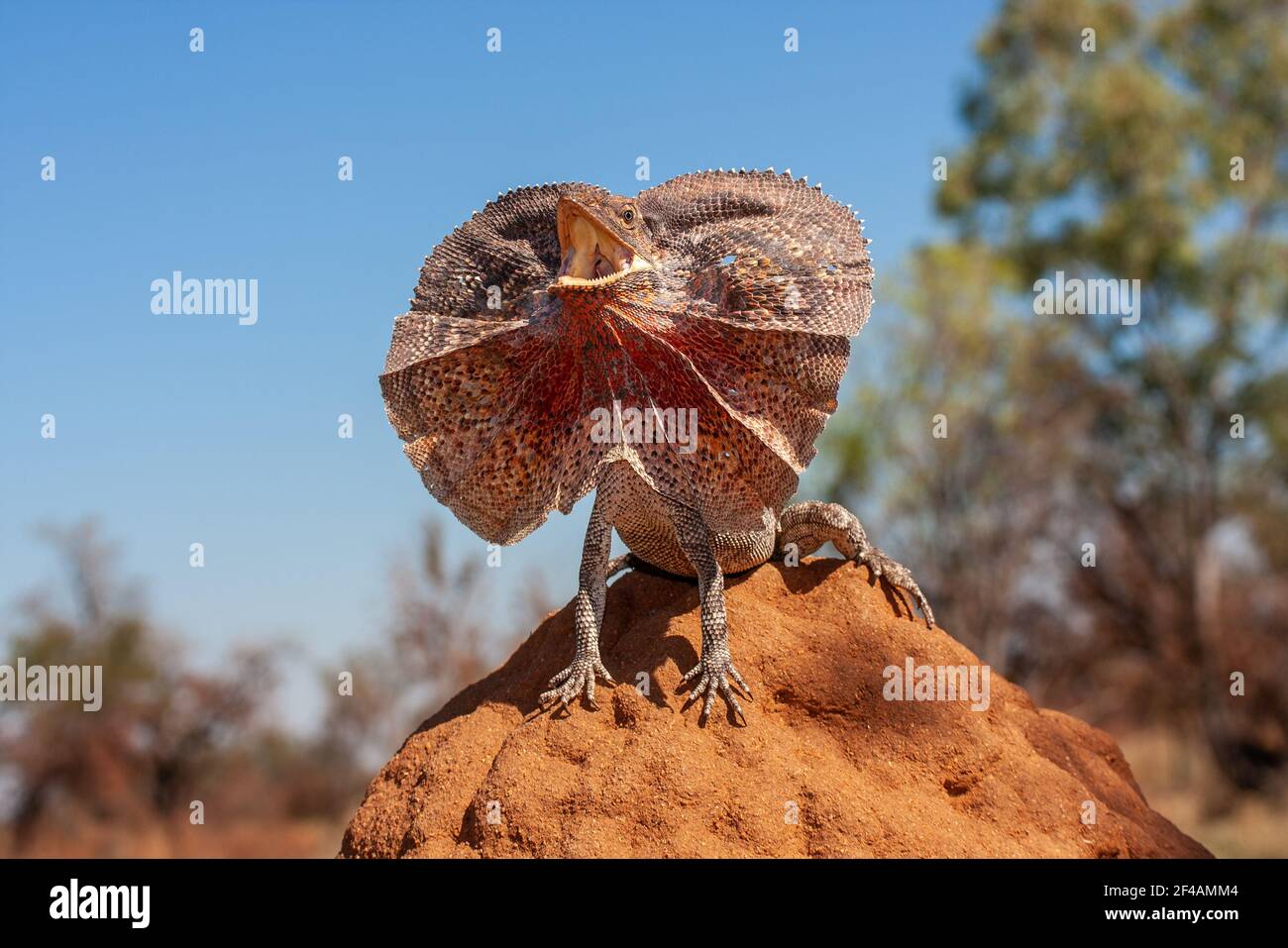 Frill necked lizard hi-res stock photography and images - Alamy
