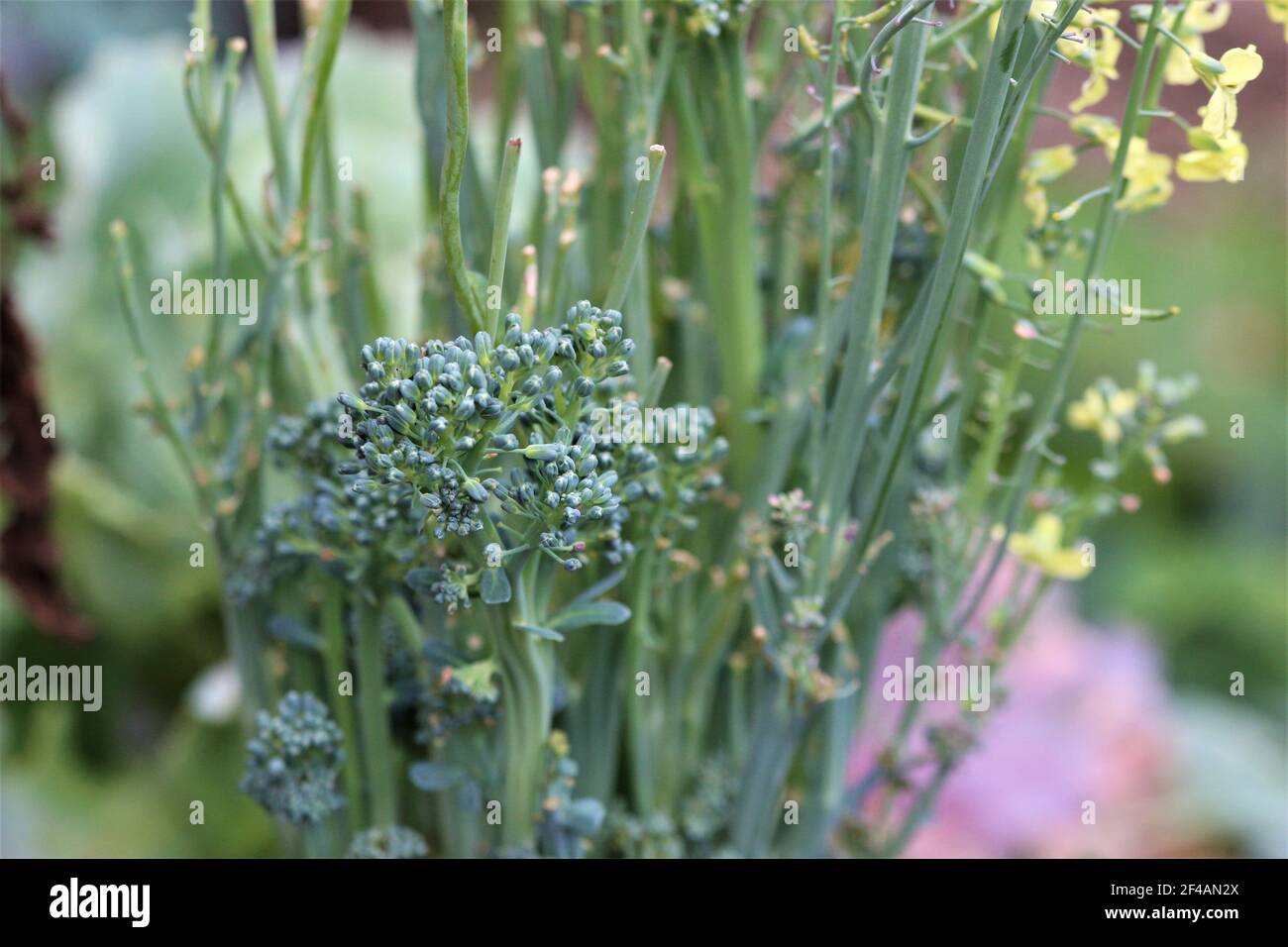 A closeup of green sprouting broccoli in the garden Stock Photo - Alamy