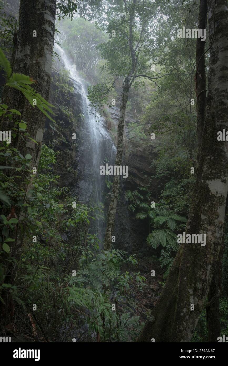 A waterfall cascades down the side of a cliff in a rain forrest Stock ...
