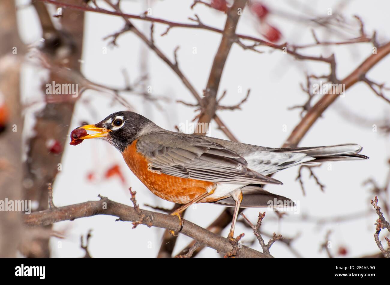 Vadnais Heights, Minnesota. American Robin, Turdus migratorius eating ...