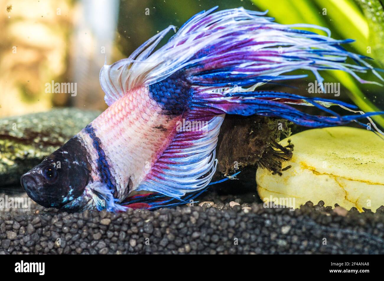 Sick marine life hi-res stock photography and images - Alamy
