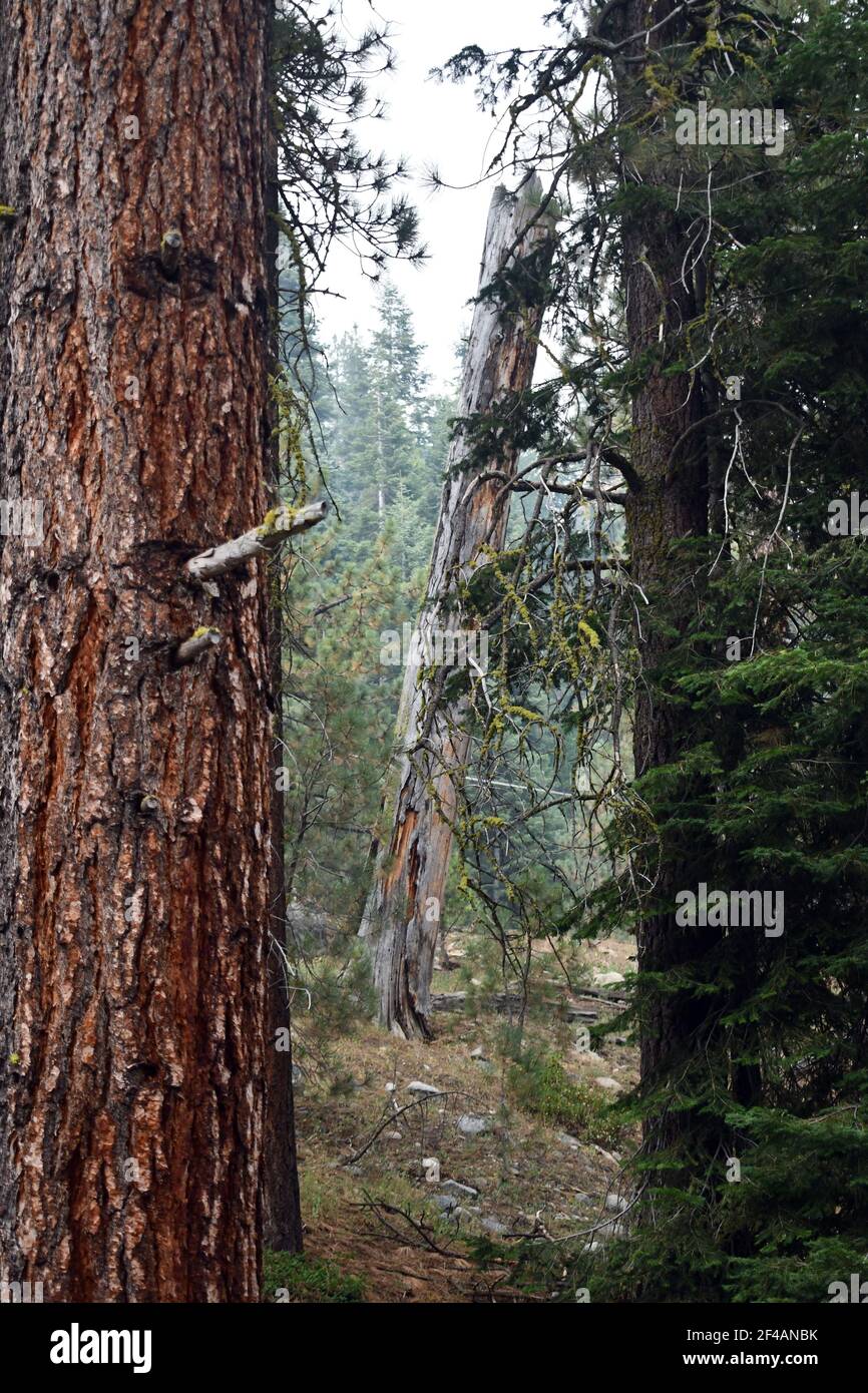 Several tall trees hi-res stock photography and images - Alamy
