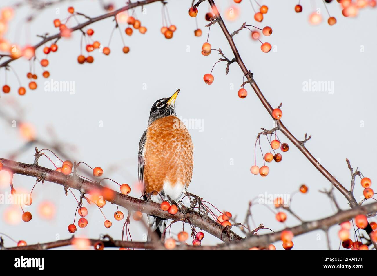 Robin in a crabapple tree hi-res stock photography and images - Alamy