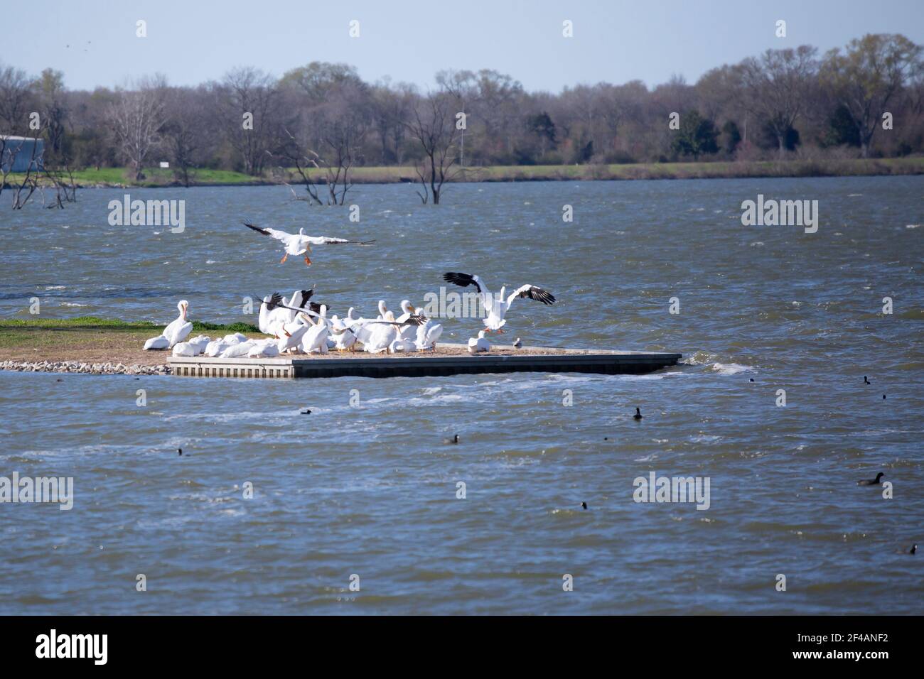 American pelicans (Pelecanus erythrorhynchos) flying toward a pelican ...