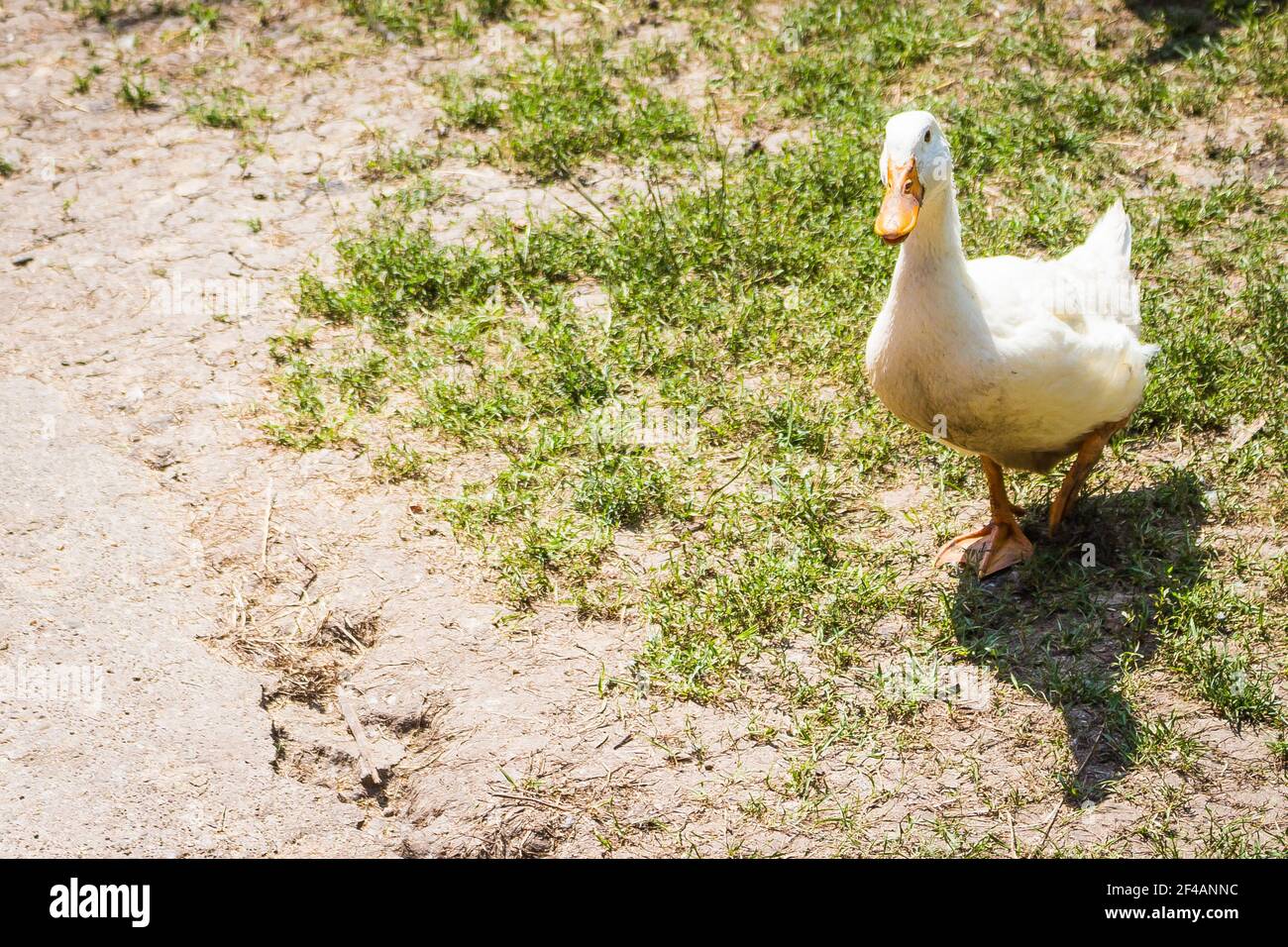 A goose on a farm during daytime Stock Photo - Alamy