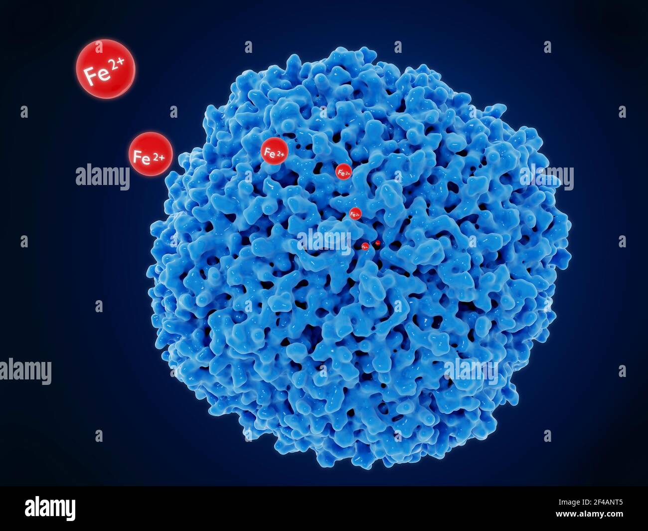Ferritin molecule, illustration Stock Photo - Alamy