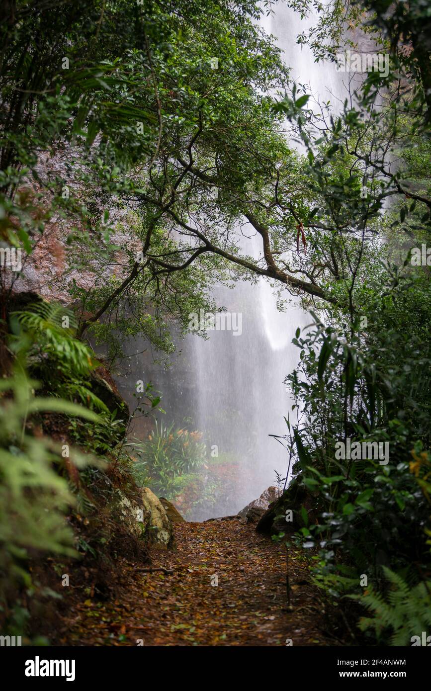 A rain forrest path leads to a waterfall Stock Photo - Alamy