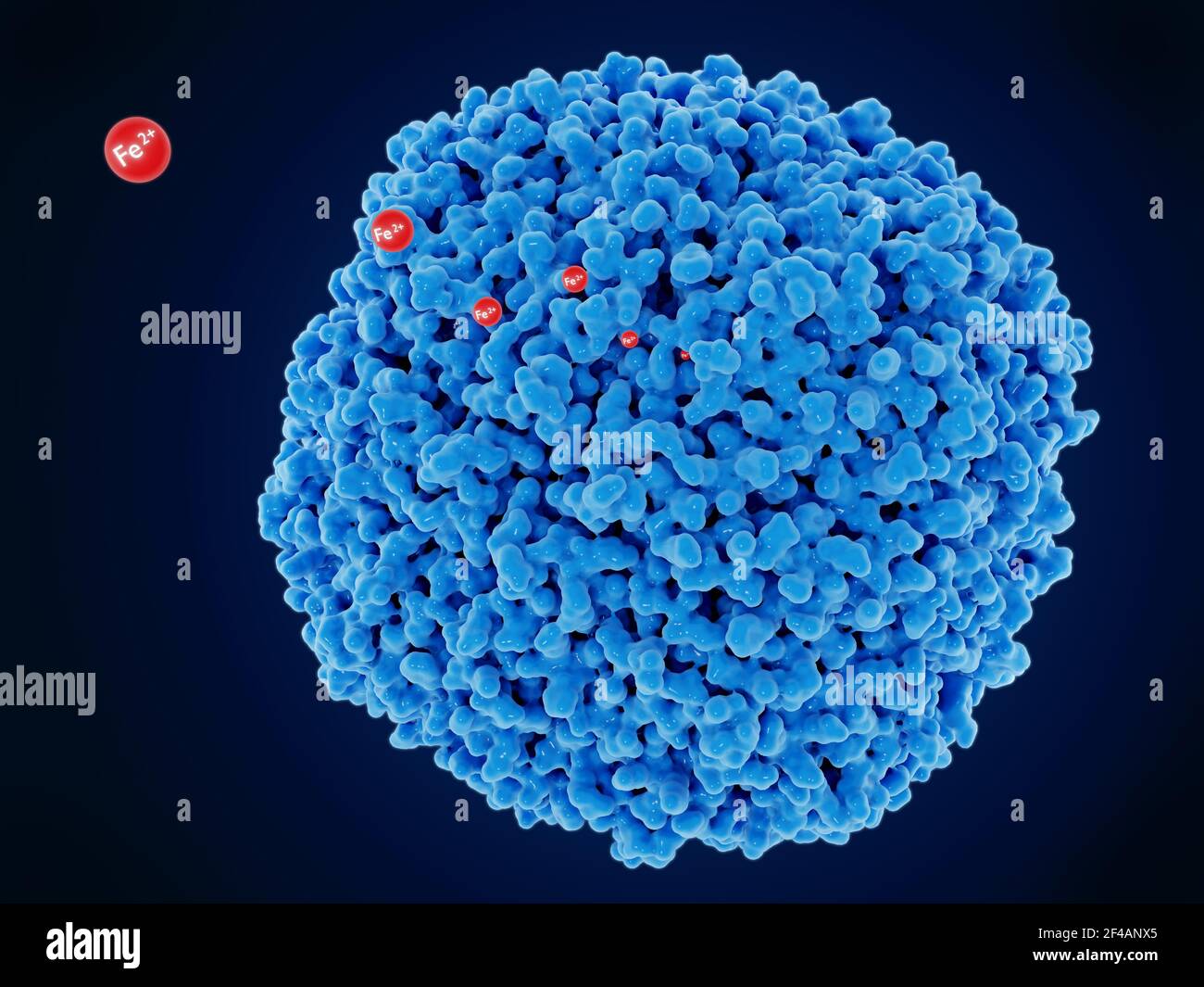 Ferritin molecule hi-res stock photography and images - Alamy