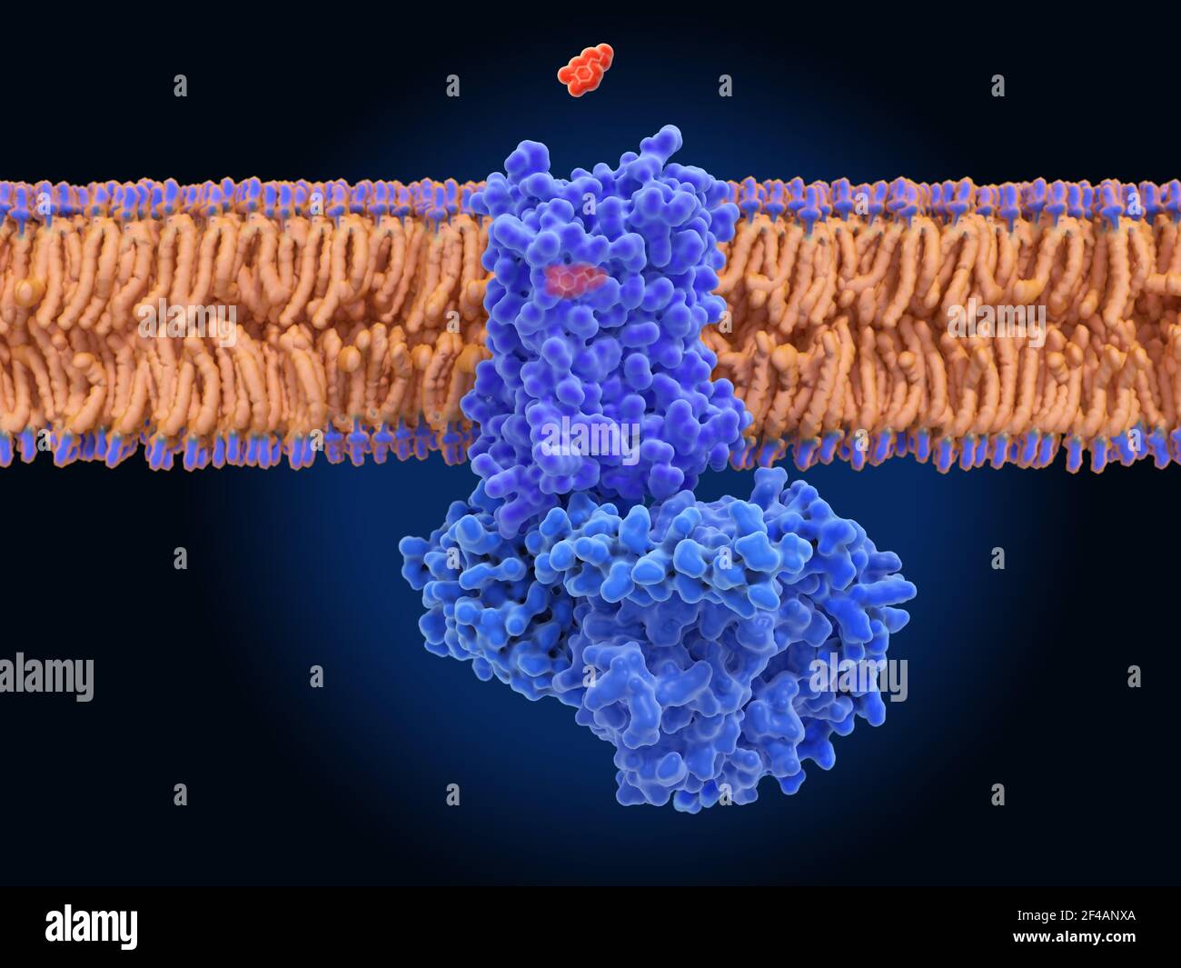 Dopamine binding to receptor, molecular model Stock Photo - Alamy