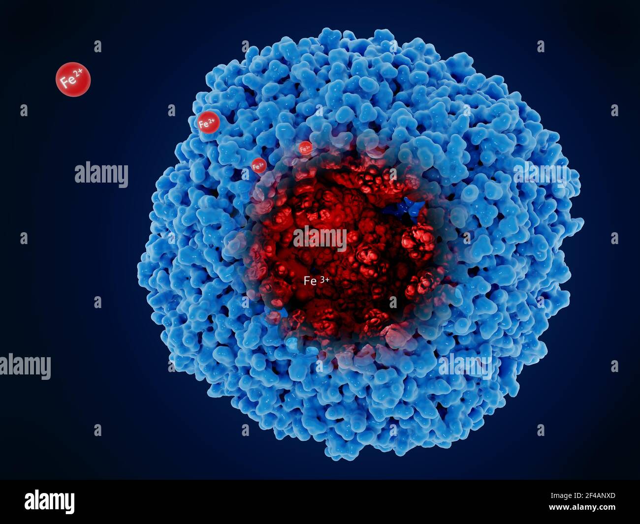 Ferritin molecule, illustration Stock Photo - Alamy