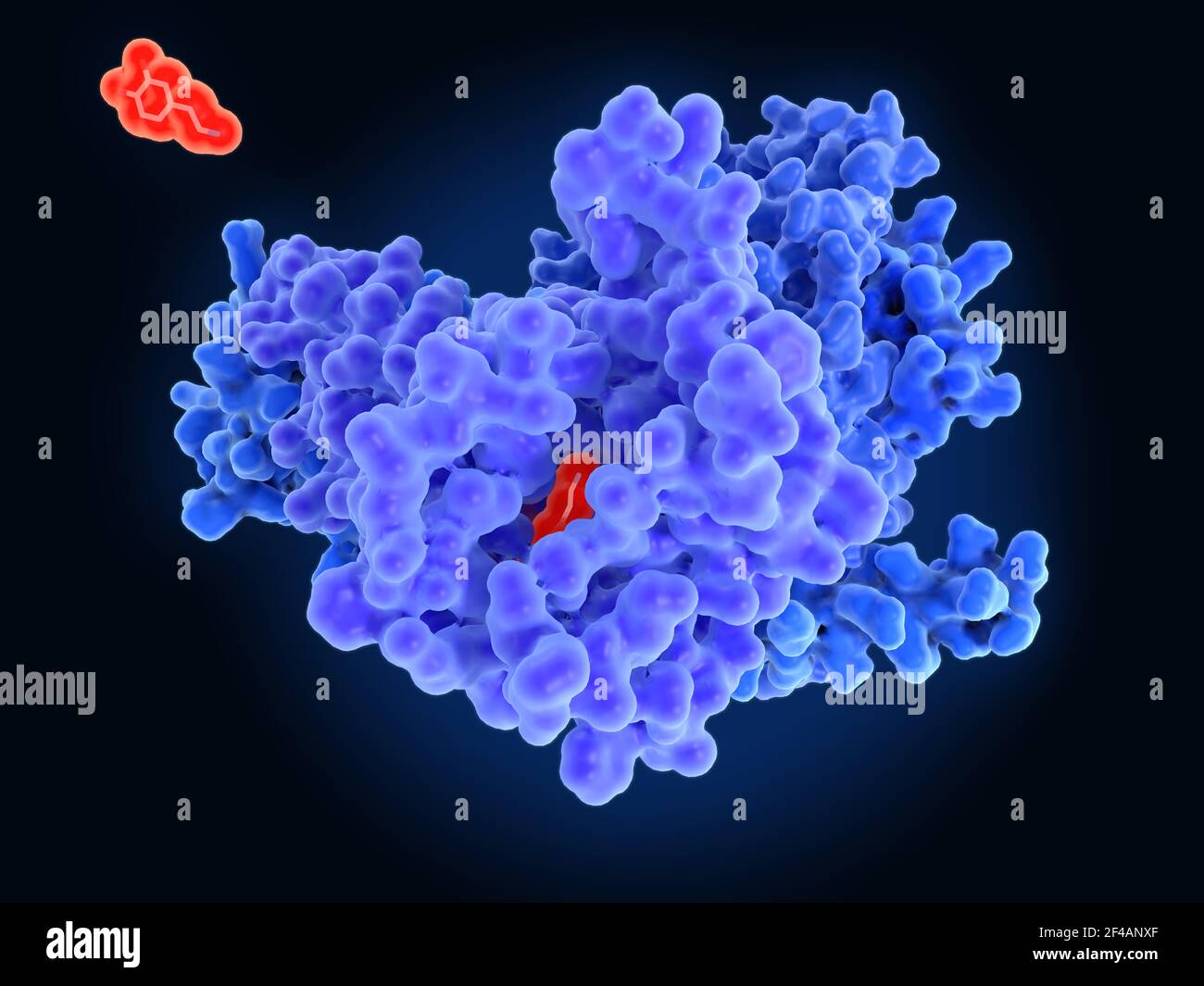 Dopamine binding to receptor, molecular model Stock Photo - Alamy