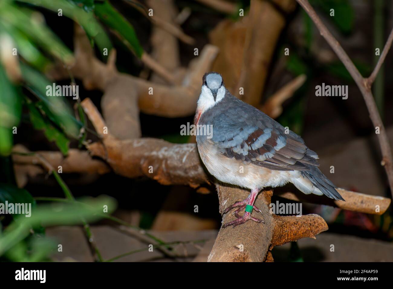 Apple Valley, Minnesota. A banded Bleeding heart dove, Gallicolumba ...