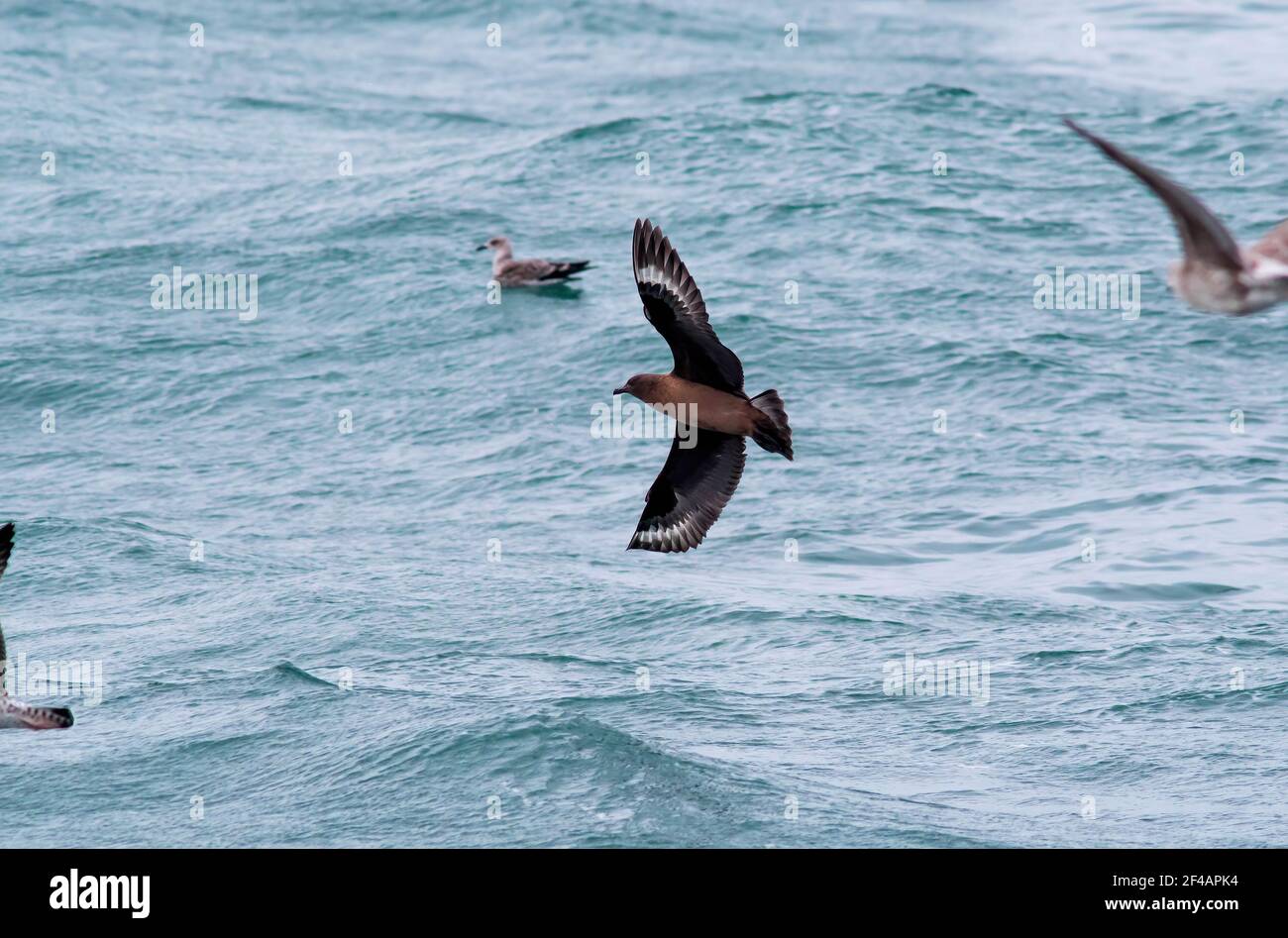 A skua flying at sea Stock Photo - Alamy