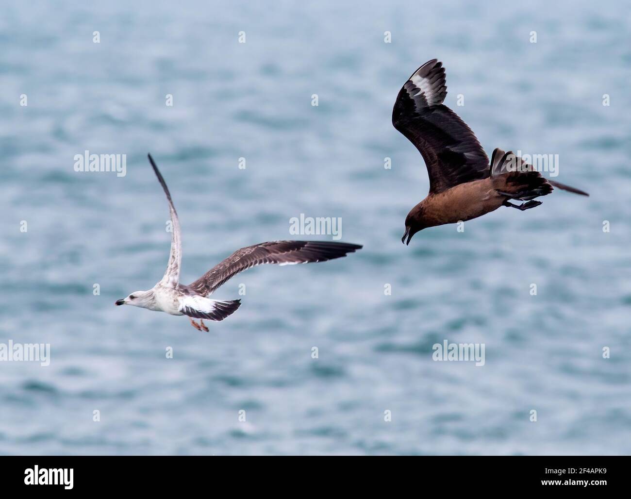 A skua flying at sea Stock Photo - Alamy