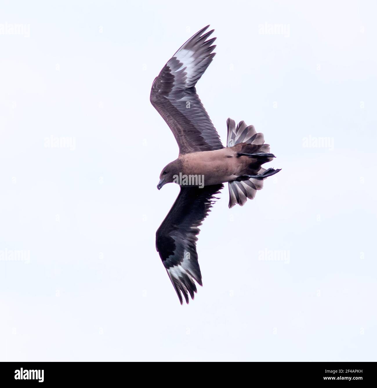 A skua flying at sea Stock Photo - Alamy