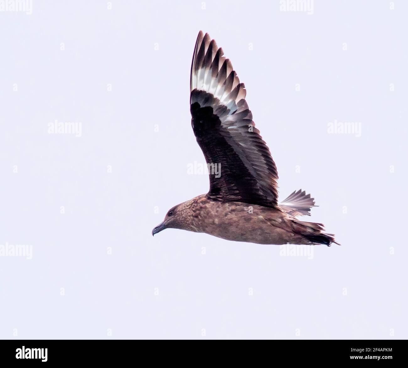 A skua flying at sea Stock Photo - Alamy