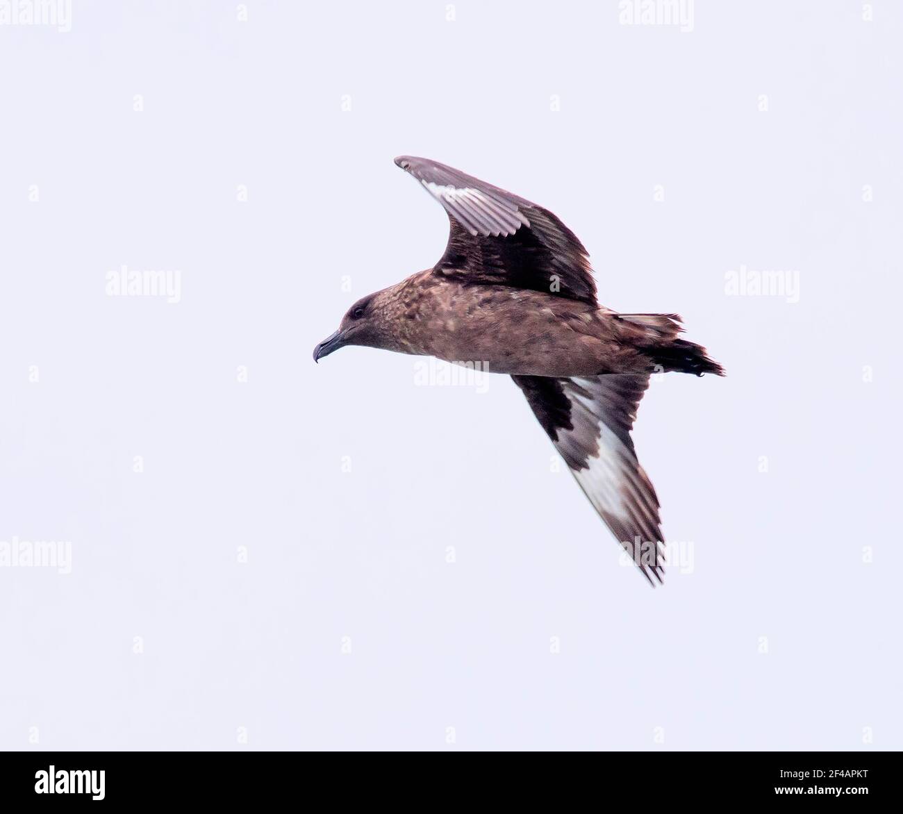 A skua flying at sea Stock Photo - Alamy