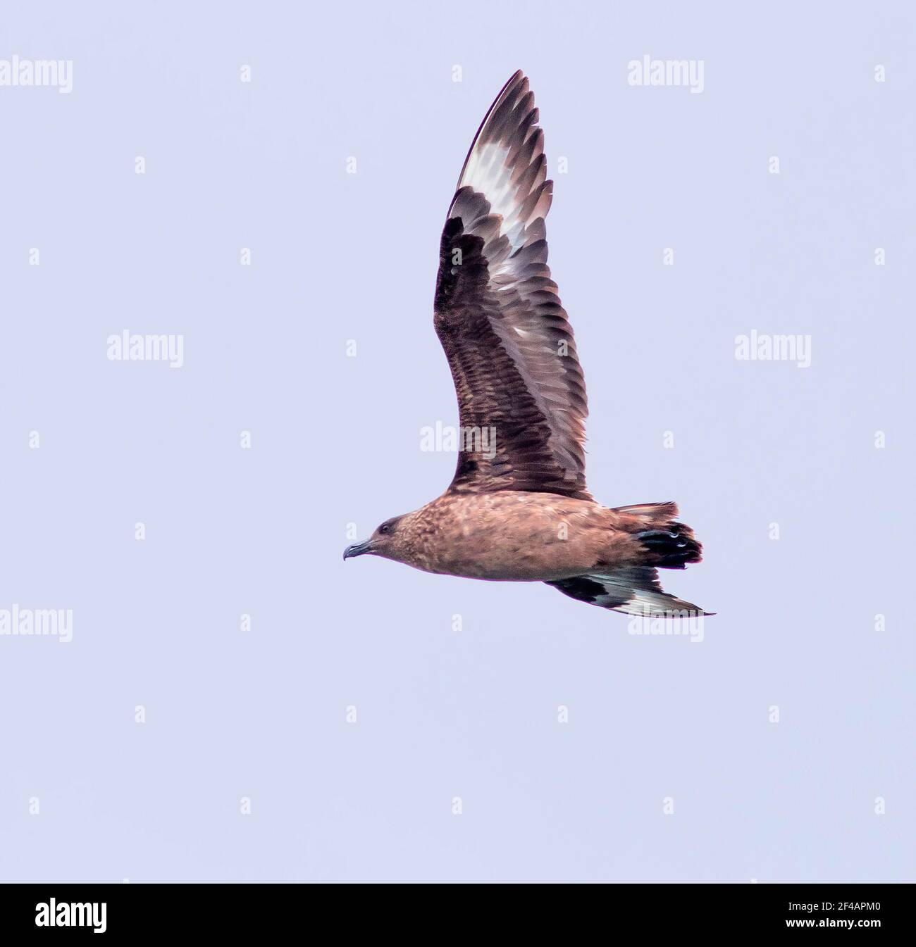 A skua flying at sea Stock Photo - Alamy